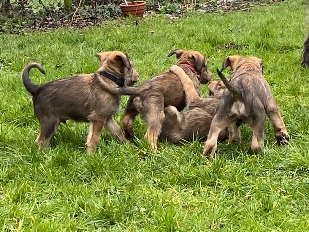 Accueil - Elevage de la vallée de Creve Coeur - eleveur de chiens ...