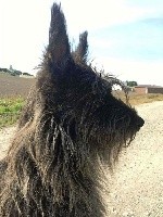 Résultats - Elevage de la vallée de Creve Coeur - eleveur de chiens ...